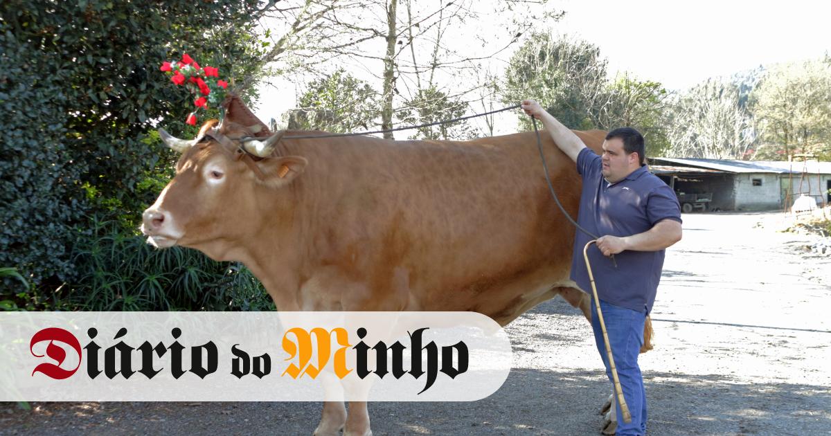 Zeus consagrado o maior e melhor exemplar de Raça Minhota - Diário do Minho